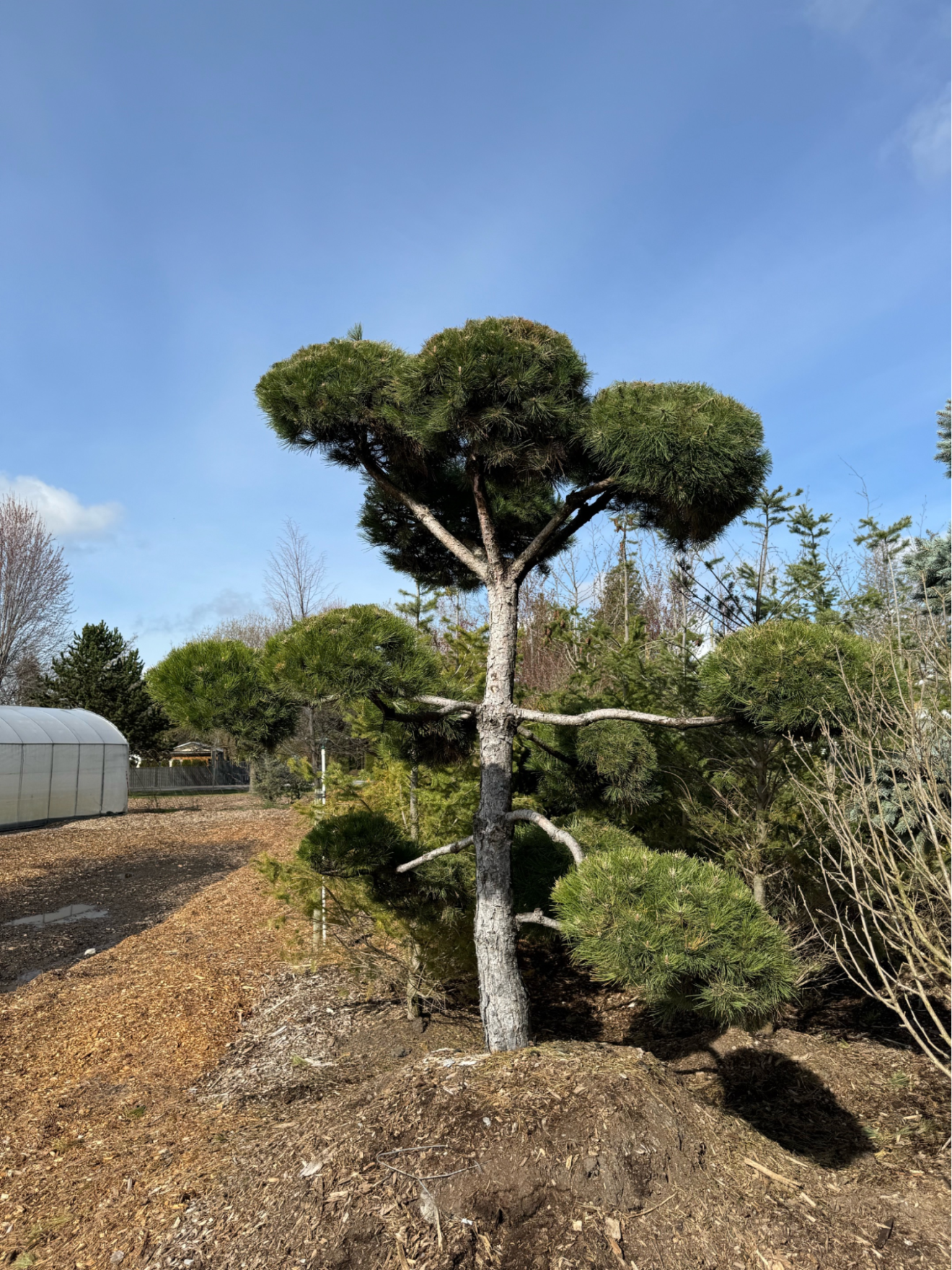 Austrian Black Pine Pom Pom Topiary - Creative Roots Landscaping